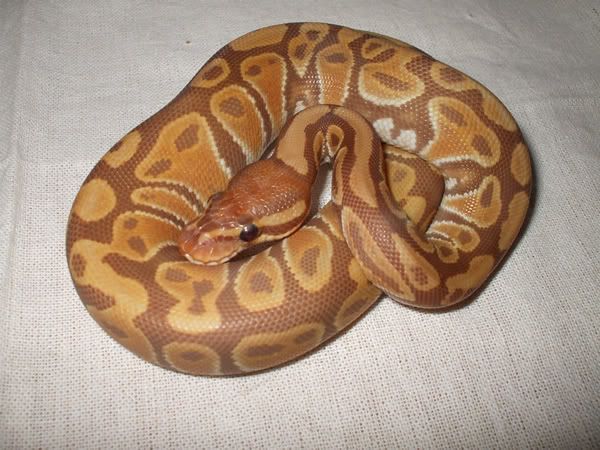 Royal Python Morph Sale !!!! | Reptile Forums